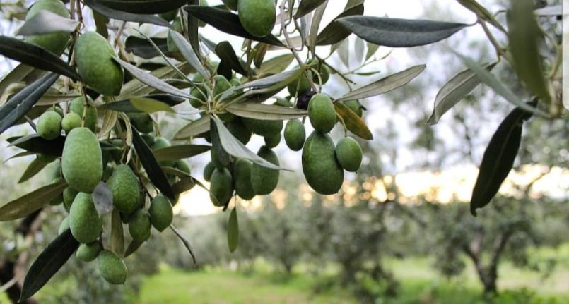 Olive Oils – Bull City Olive Oil Co.
